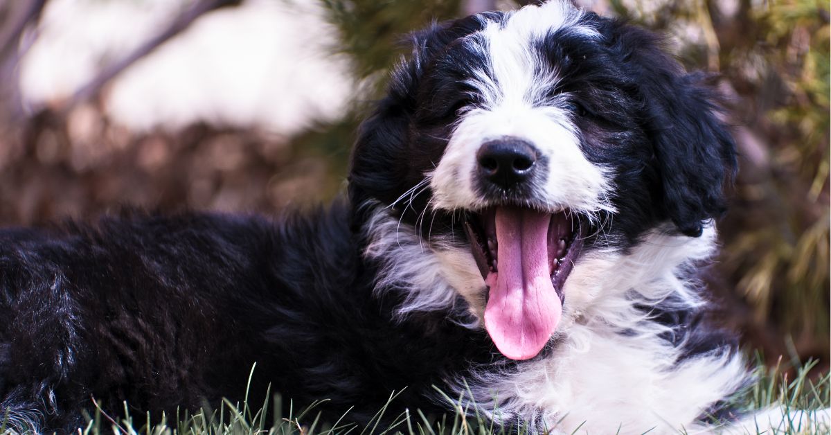 15 Things Every New Bordoodle Owner Should Know - Dog Breed Pro