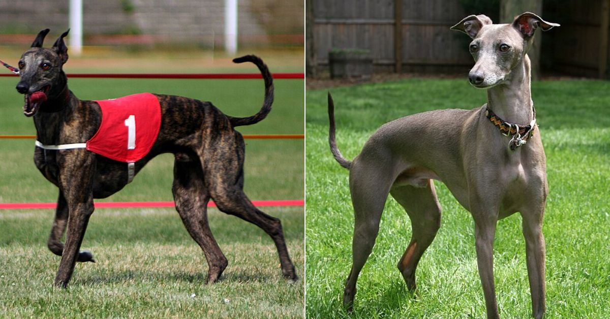 Whippet And Italian Greyhound Differences Explained - Dog Breed Pro