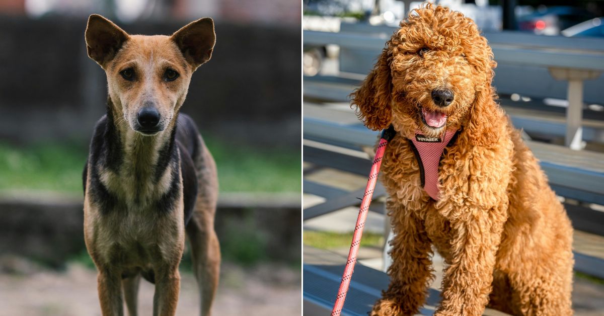 20 Key Differences Between Mutts And Designer Dogs - Dog Breed Pro