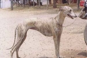 10 Desert Dog Breeds Built For Survival In The Harshest Conditions ...