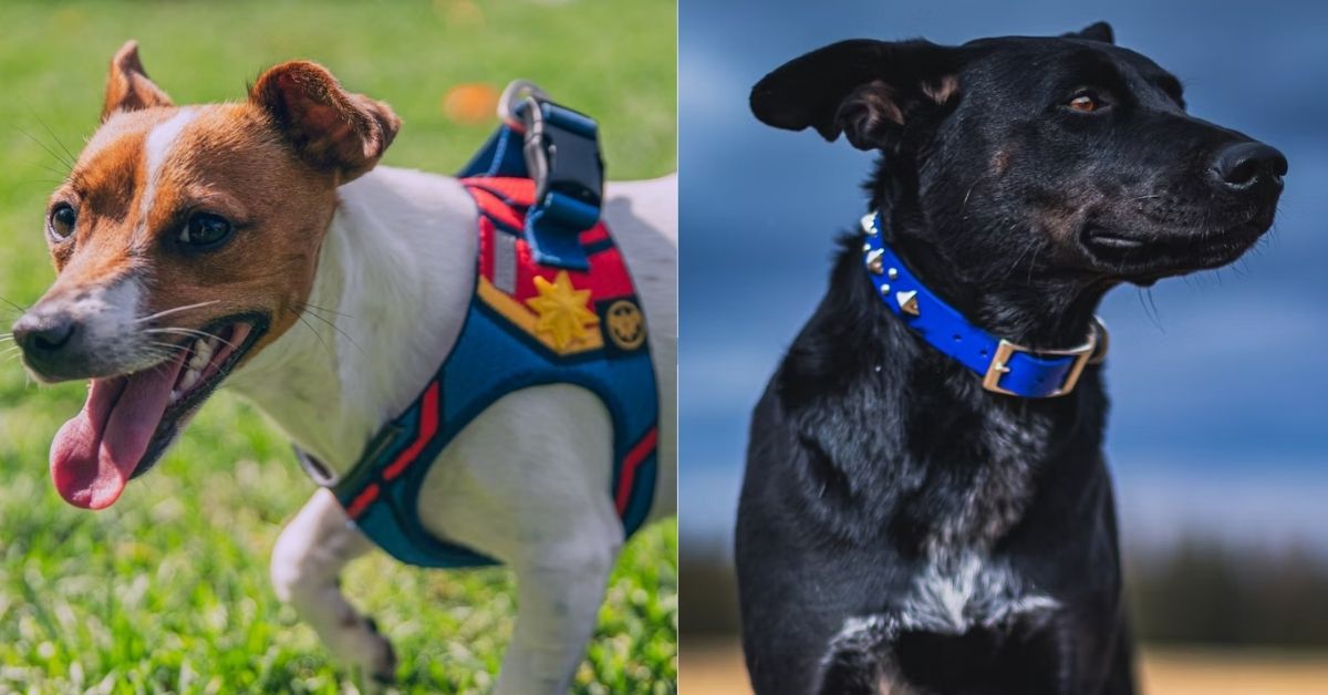 10 Key Differences Between Harnesses And Dog Collars You Should Know ...