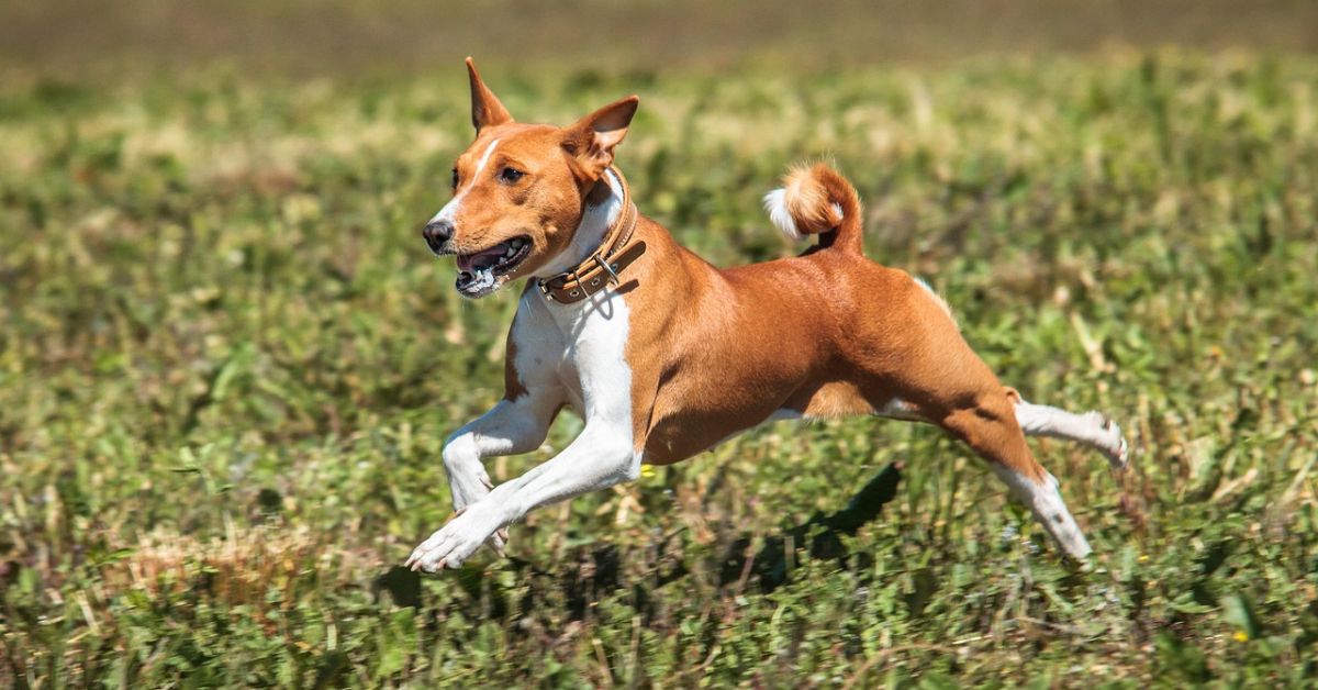 10 Dogs That Find Harmony Without A Canine Company - Dog Breed Pro
