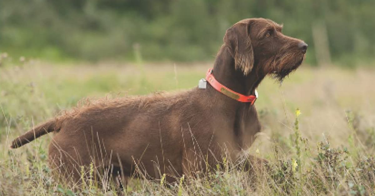 10 Tips To Turn Your Pudelpointer Into A Field-Ready Pro - Dog Breed Pro