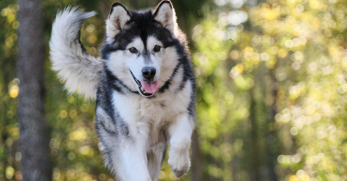 10 Amazing Things You Never Knew About Alaskan Malamutes - Dog Breed Pro
