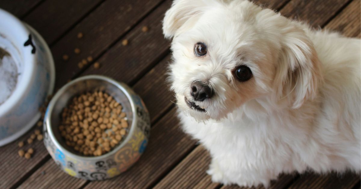 10 Fresh Food Options That Are Changing How Dogs Eat - Dog Breed Pro