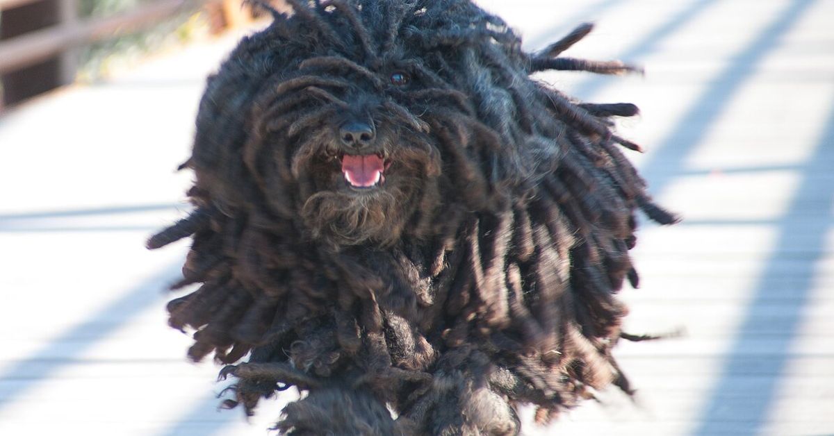 What Makes The Puli Breed So Unique? - Dog Breed Pro