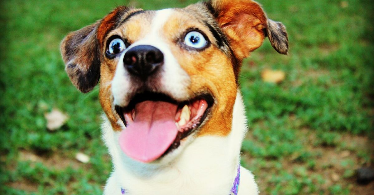 What Happens When You Combine A Jack Russell With An Australian ...