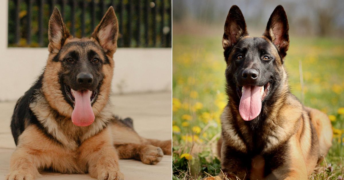 What Sets German Shepherds Apart From Belgian Malinois - Dog Breed Pro