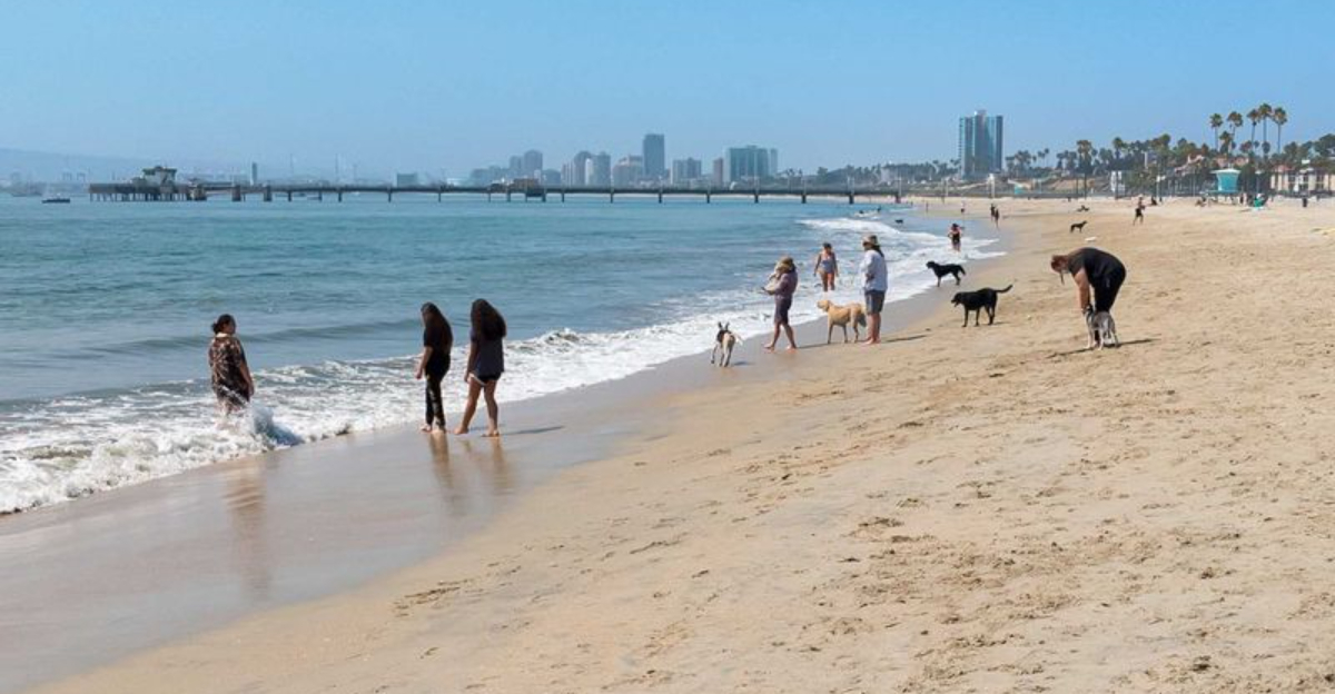 8 Best Beaches in California Where Dogs Can Run Off-Leash - Dog Breed Pro