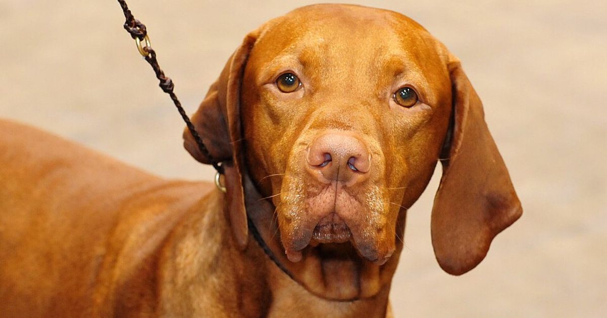 10 Breeds That Never Let You Walk Alone - Dog Breed Pro